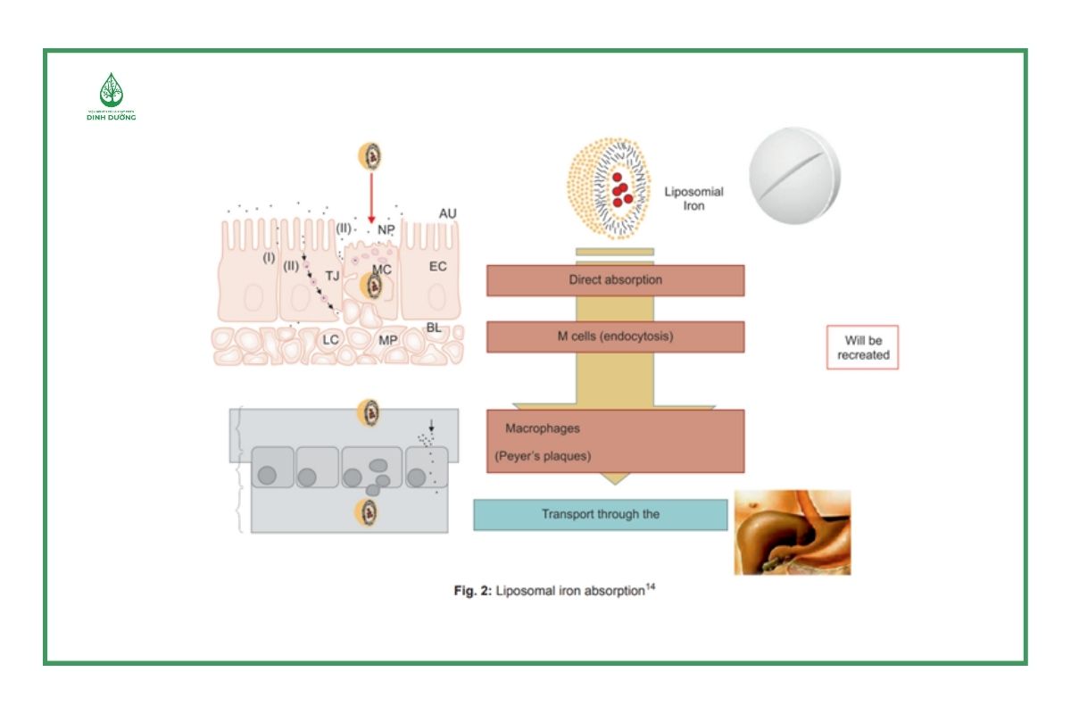 Ứng dụng công nghệ liposome trong bổ sung sắt - INRD.VN